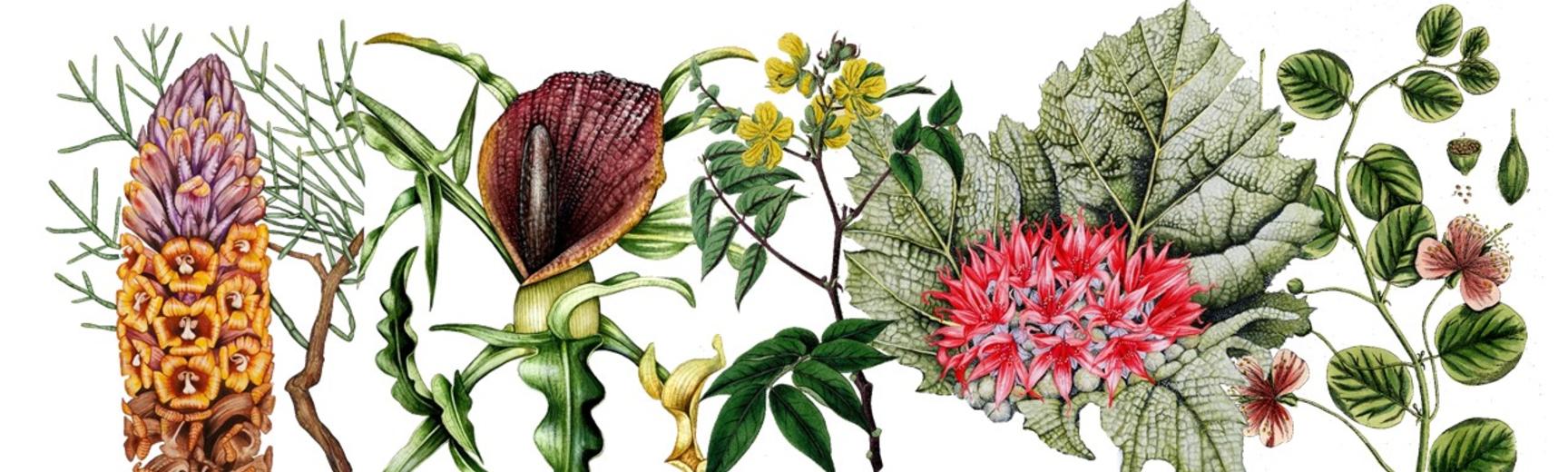 The flora of Iraq | Gardens, Libraries & Museums