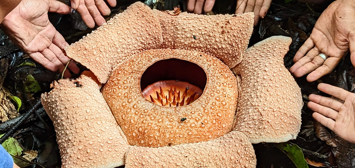 Home | Gardens, Libraries & Museums