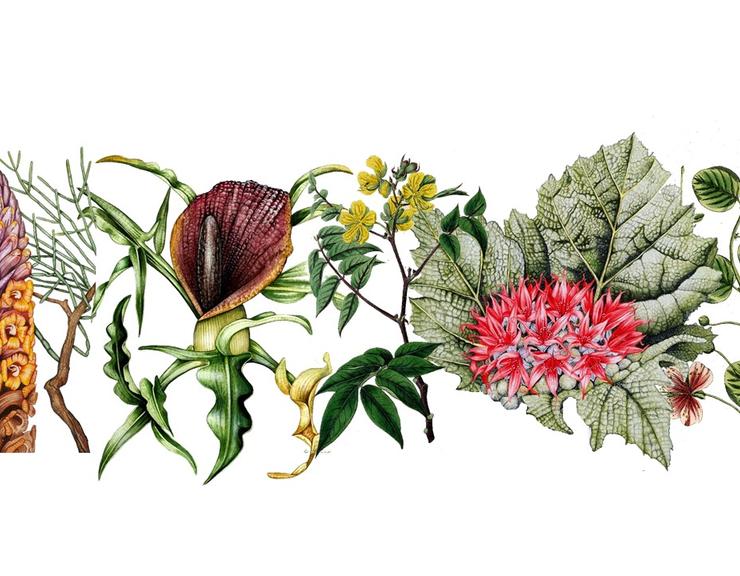 The Flora of Iraq | Gardens, Libraries & Museums