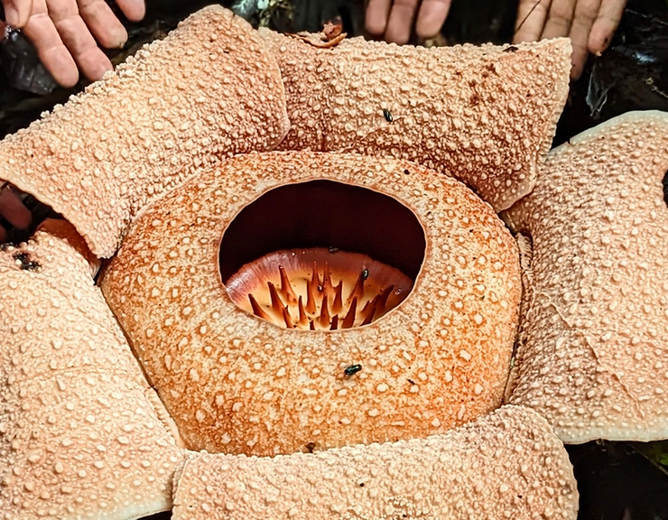 Home | Gardens, Libraries & Museums