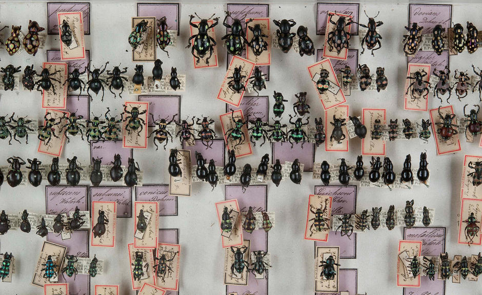 Museum of Natural History | Gardens, Libraries & Museums